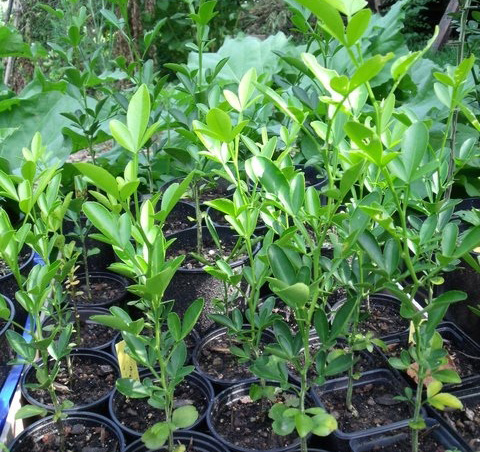 AGROVIVEROS PERU SAC